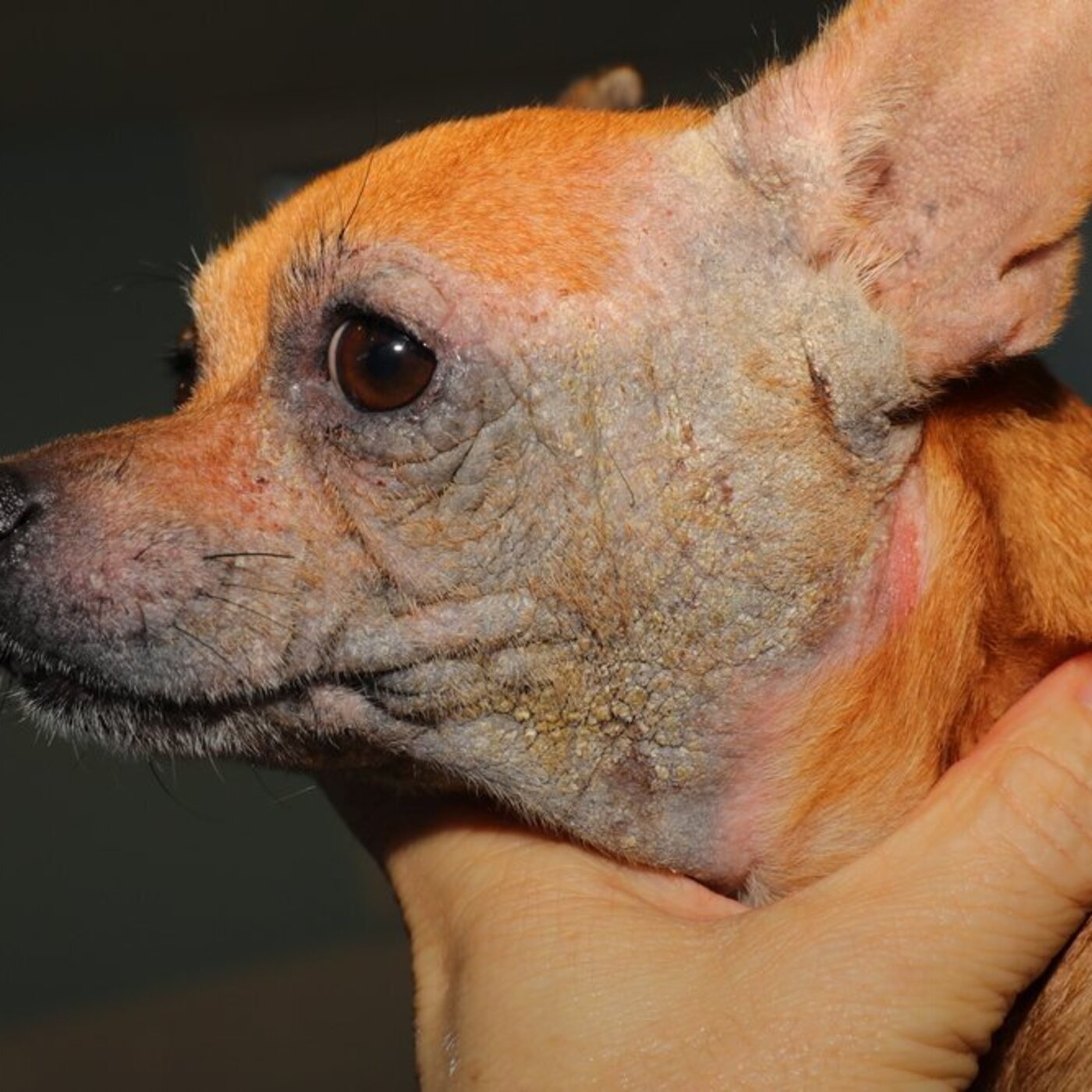 Canine Atopic Dermatitis: Update and Current Insights on ...