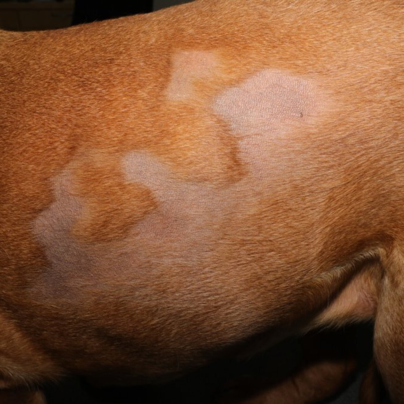 Canine Recurrent Flank Alopecia • Podcast • DermaVet Podcast
